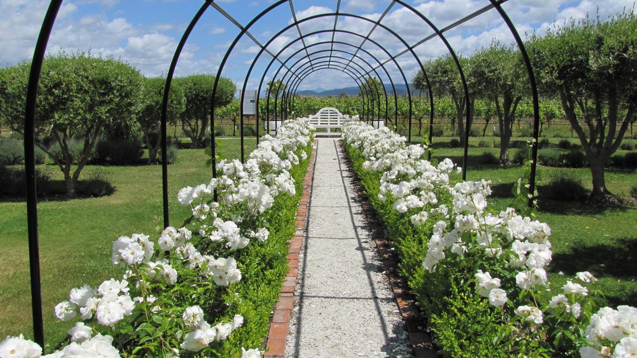 Pergola Vs Trellis | Differences & Similarities | DBS Inc. AZ Pergola Vs Trellis | Differences & Similarities | DBS Inc. AZ